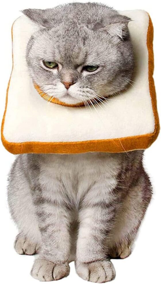 29 Cat Halloween Costumes That Are Funny Too!